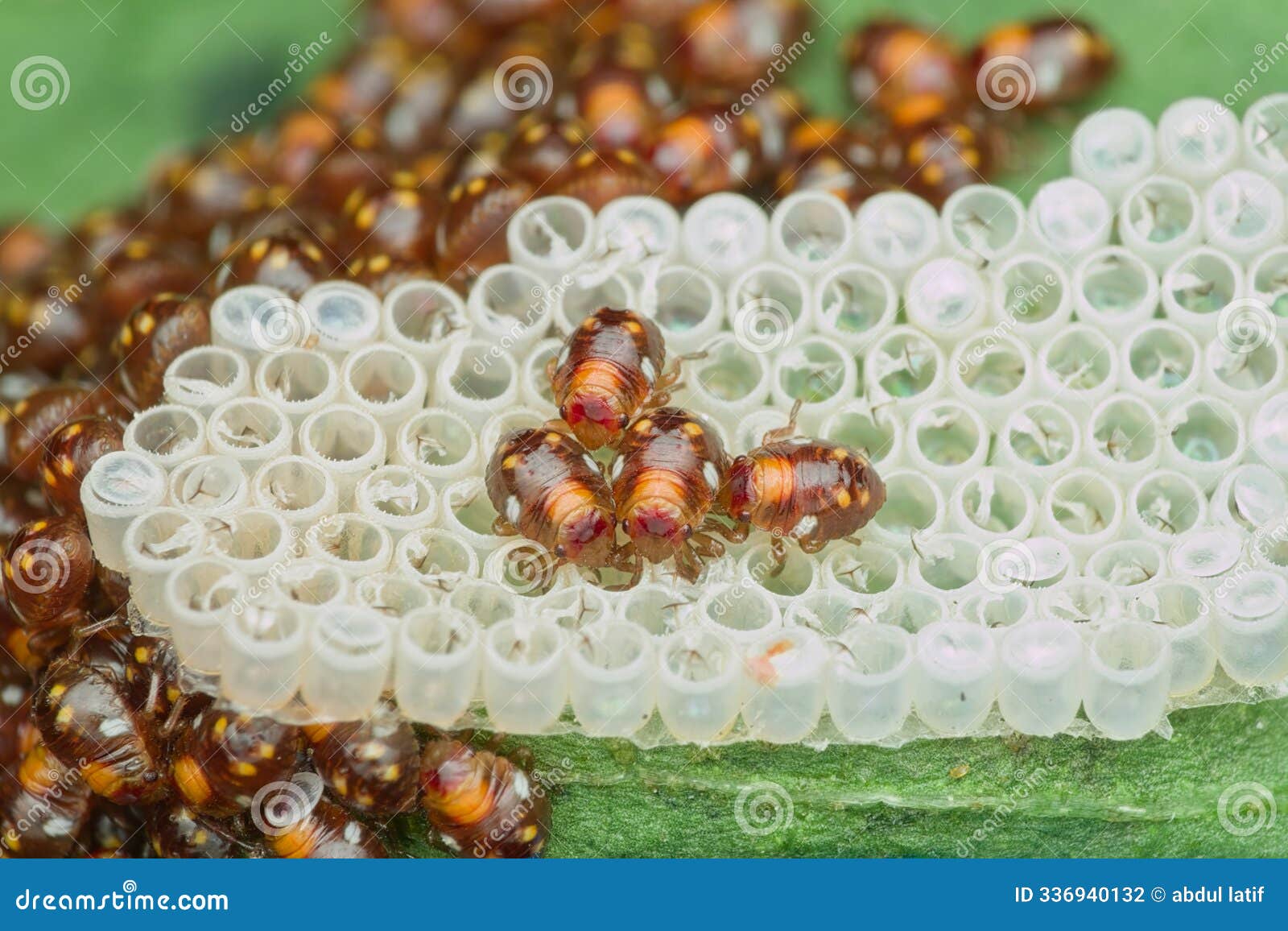 Newly Hatch Stink Bug Larvae on the Nest Stock Photo - Image of larvae ...