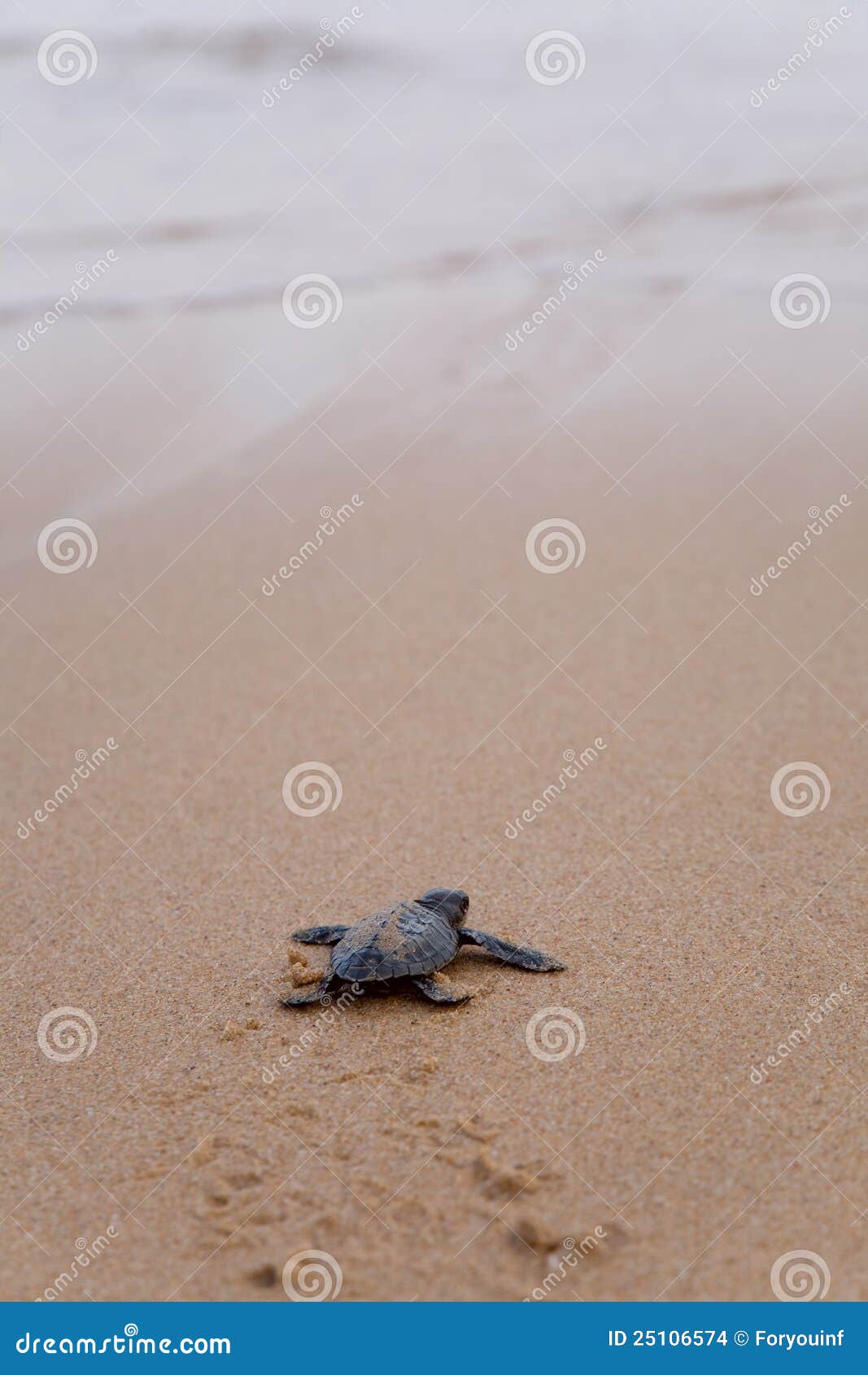 Newly Hatched Baby Loggerhead Turtle Stock Photo - Image of ...