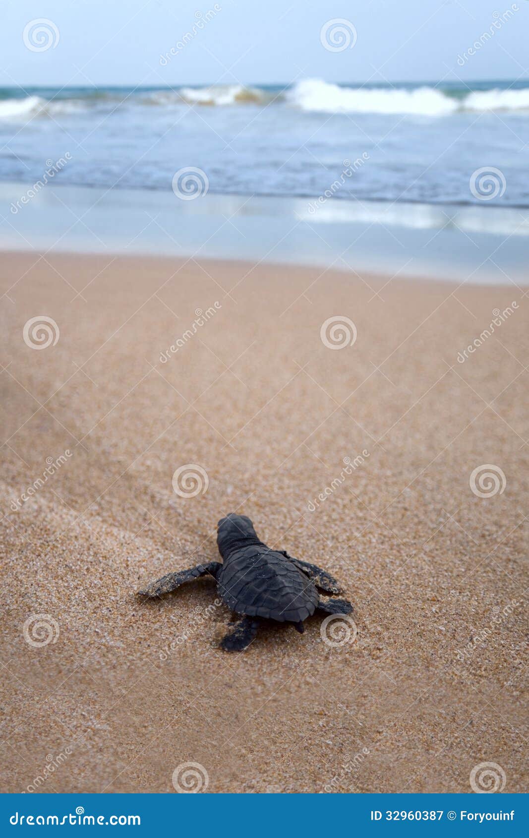 Newly Hatched Baby Loggerhead Turtle T Stock Image - Image of reptile ...