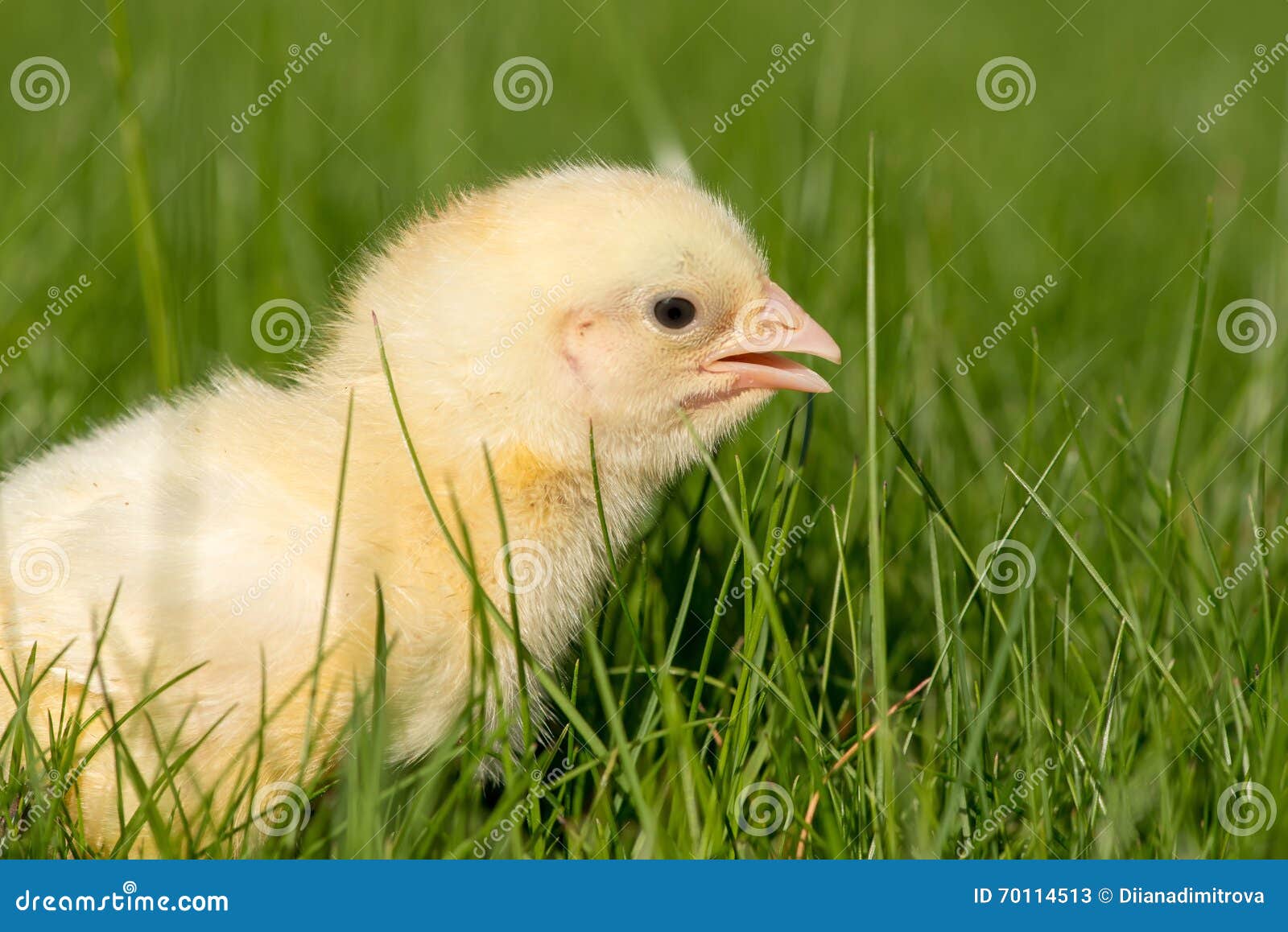 Newly-hatched Chick on a Green Grass Stock Image - Image of cute, green ...