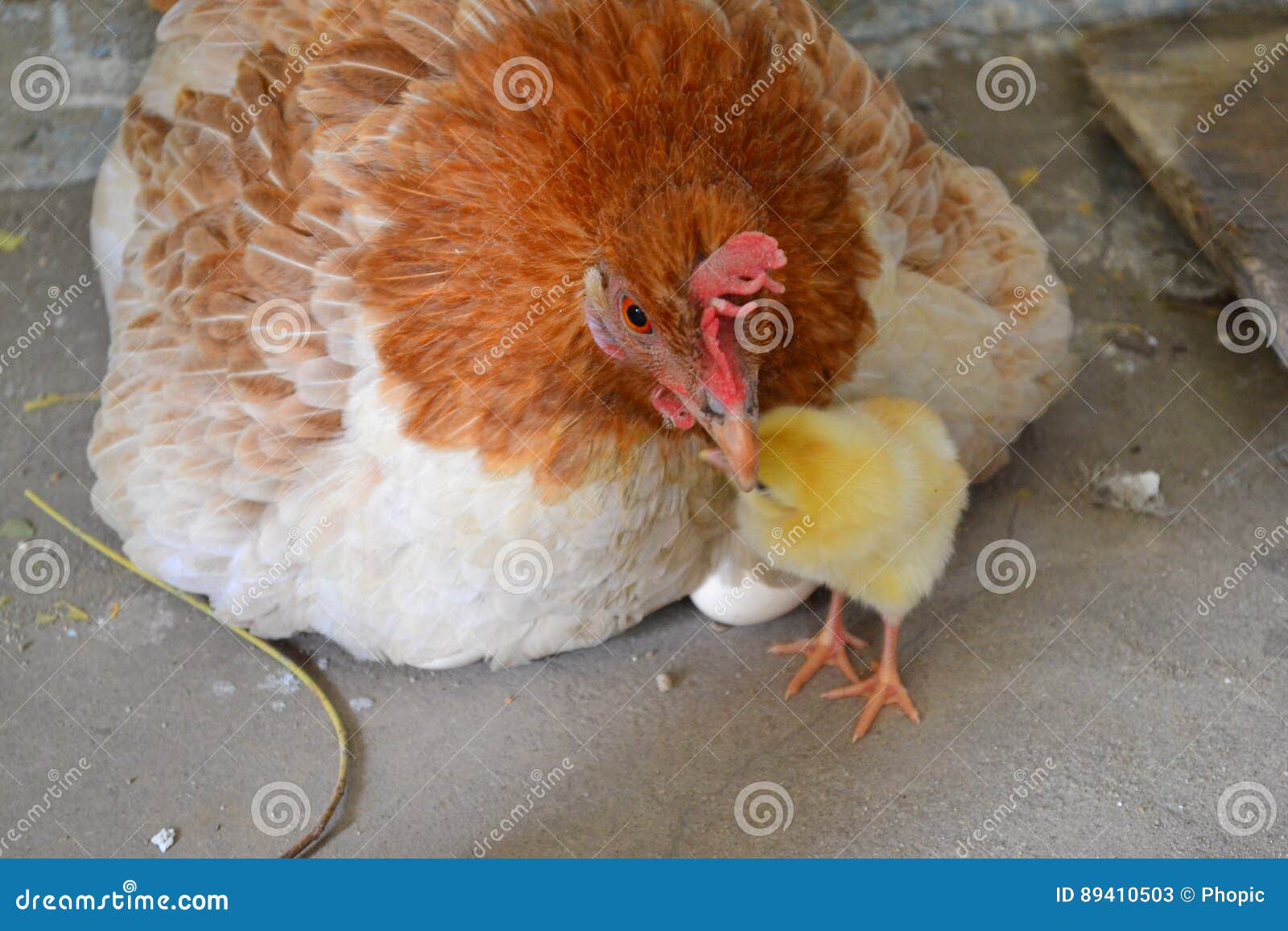 Newly hatched Chick stock image. Image of hatches, industries - 89410503