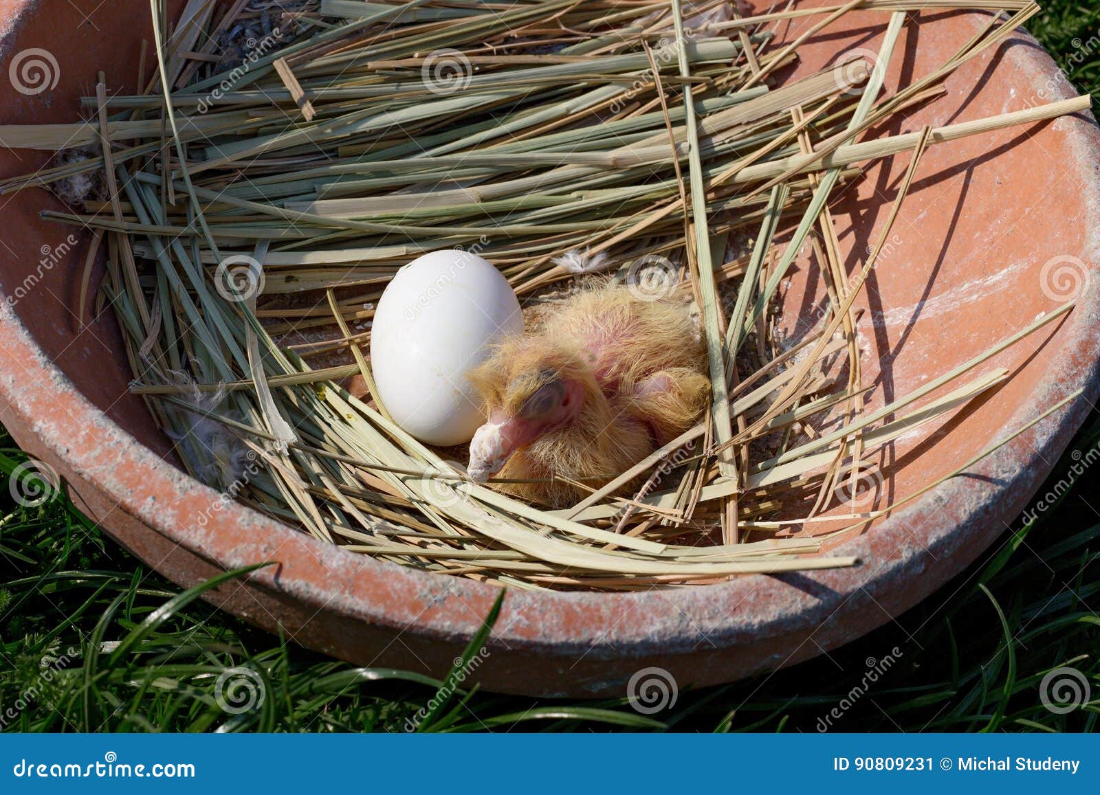 Newly hatched chick pigeon stock image. Image of pigeon - 90809231