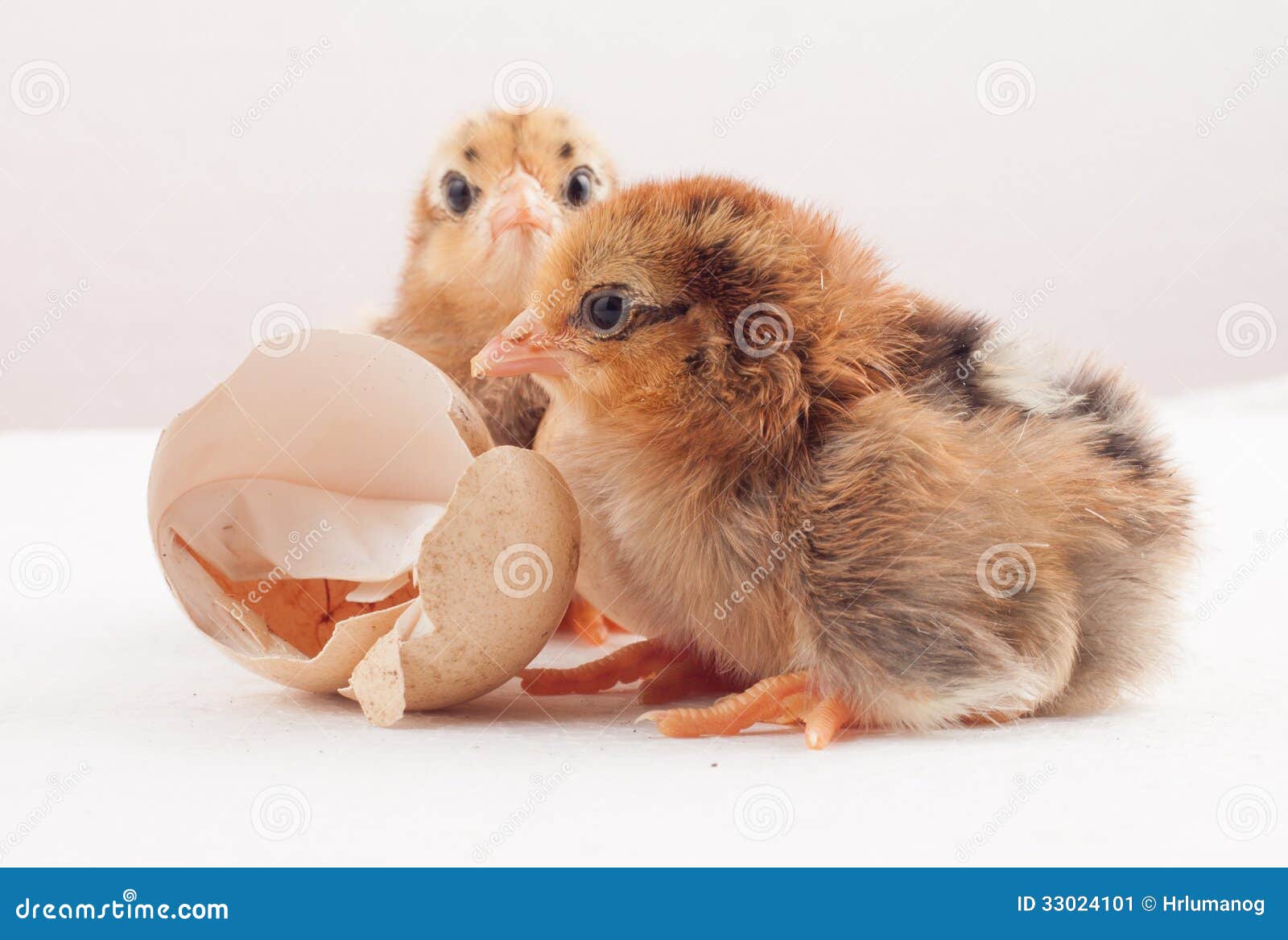 Newly hatched chick stock image. Image of chick, agriculture - 33024101