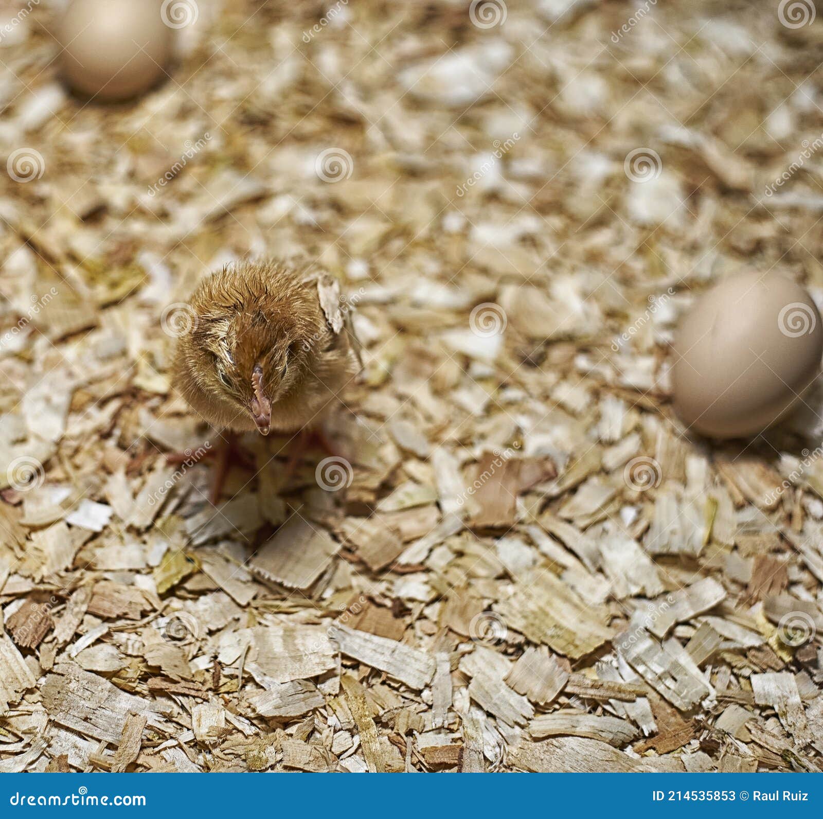 Newly Hatched Chicken from the Egg Stock Image - Image of growth, child ...