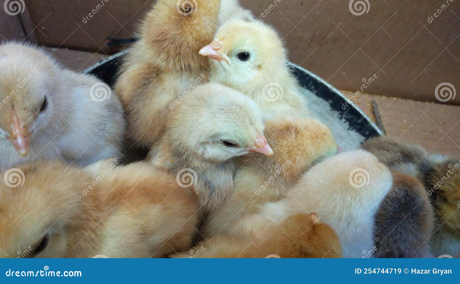Newly Hatched Chicks, in a Box, Look Beautiful and Very Adorable. Stock ...