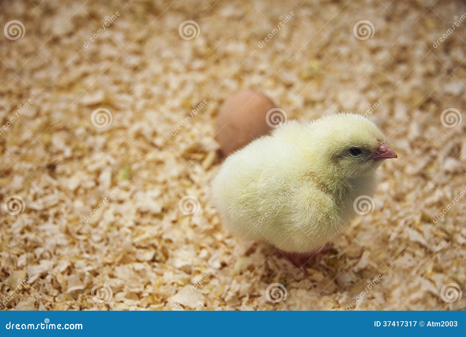 Newly hatched chicks stock image. Image of chicken, cute - 37417317