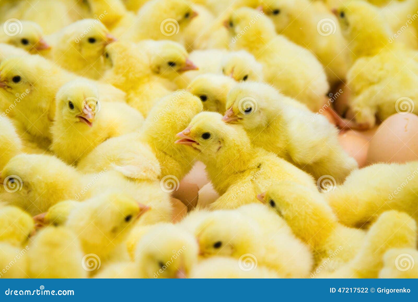 Newly hatched chicks stock photo. Image of incubator - 47217522