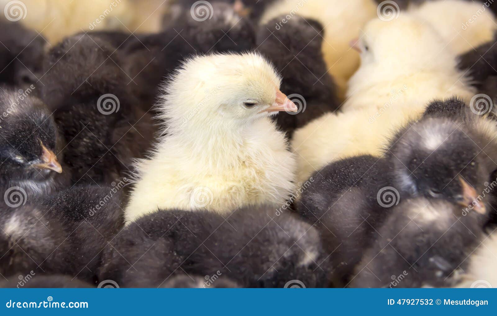 Newly hatched chicks stock photo. Image of newborn, newly - 47927532