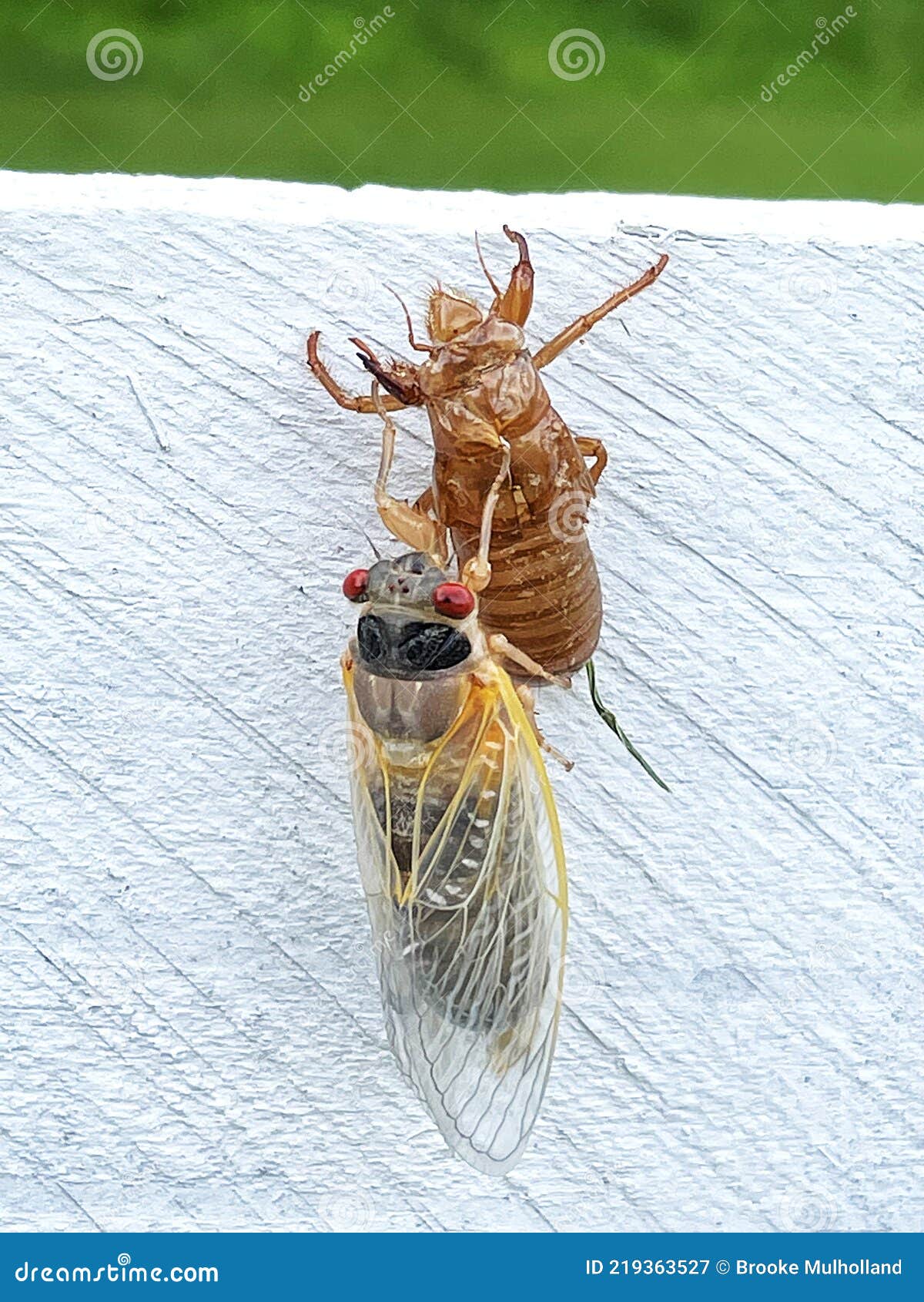 Newly Hatched Cicada stock image. Image of smiling, hatched - 219363527