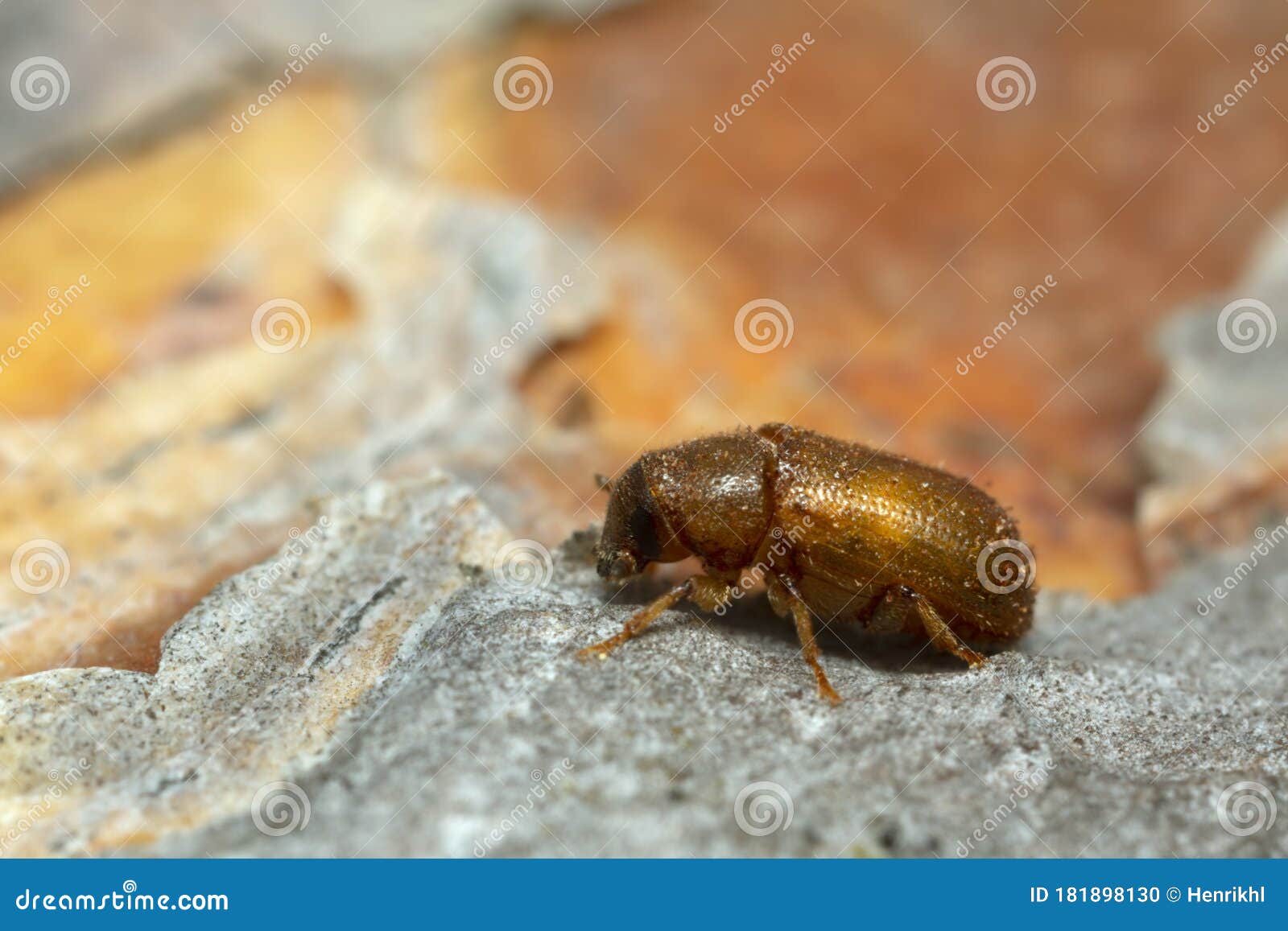 Newly Hatched Common Pine Shoot Beetle, Tomicus Piniperda on Pine Bark ...