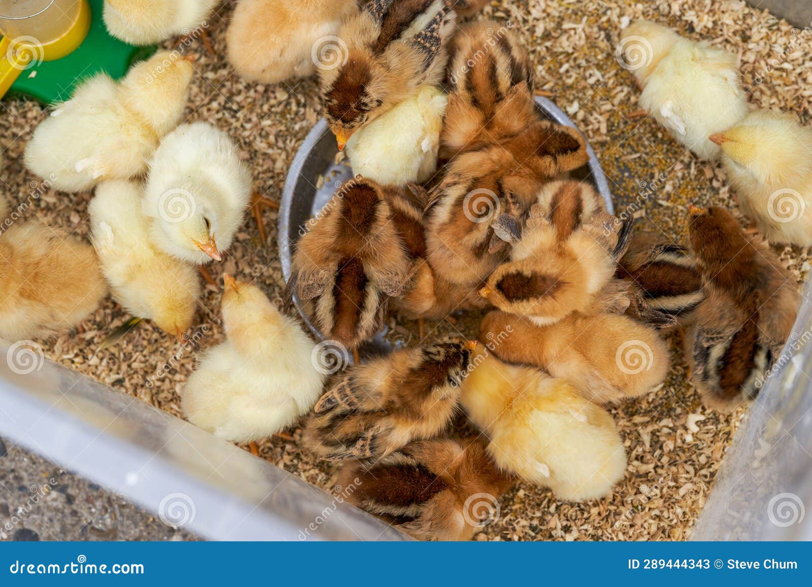 Newly Hatched Flock of Chicks Close-up Stock Image - Image of chicken ...