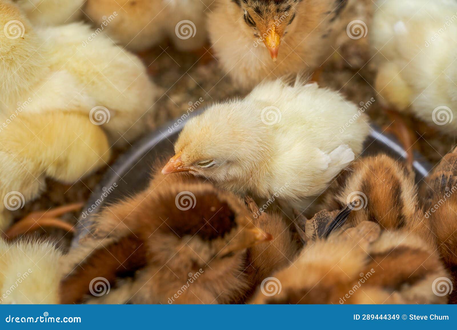 Newly Hatched Flock of Chicks Close-up Stock Image - Image of newly ...