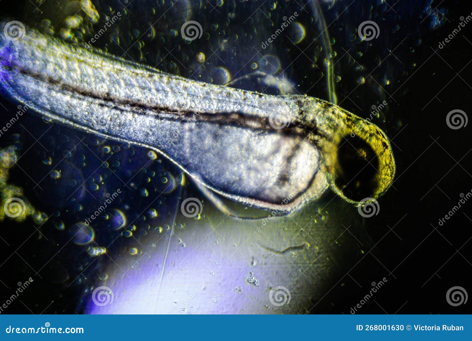 Newly Hatched Freshwater Fish Stock Photo - Image of fish, study: 268001630