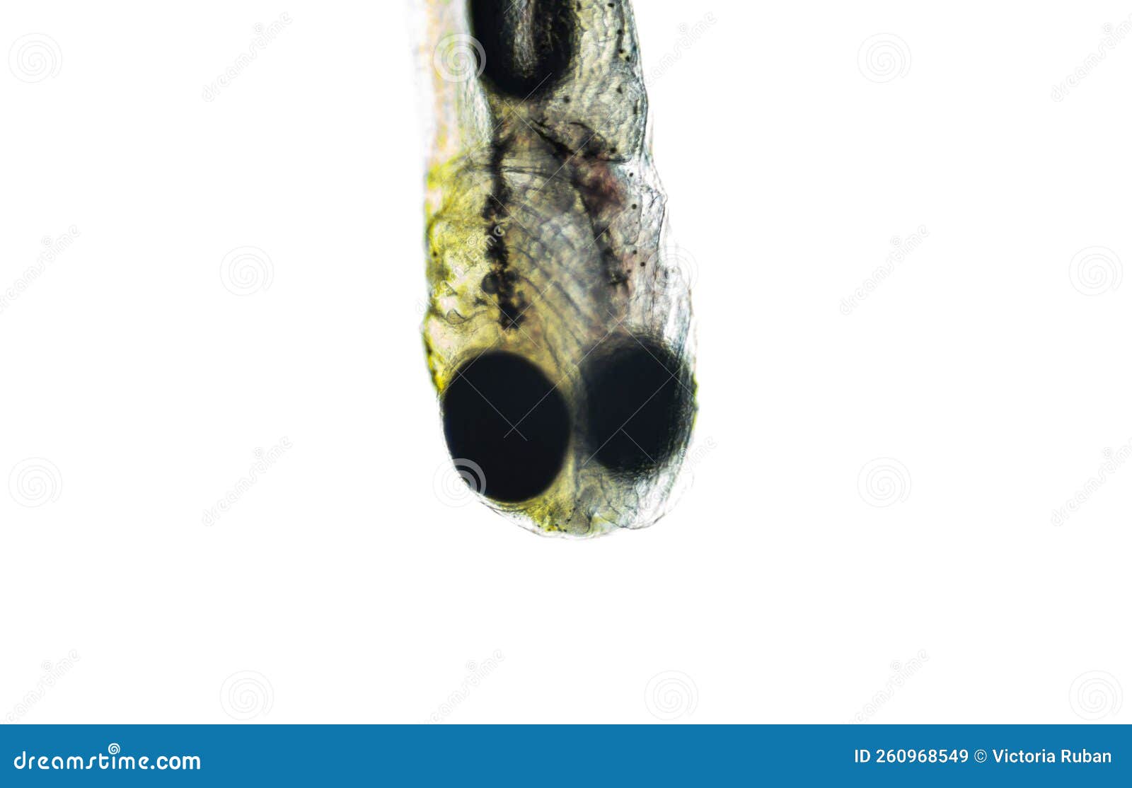 Newly Hatched Freshwater Fish Under a Light Microscope Stock Image ...