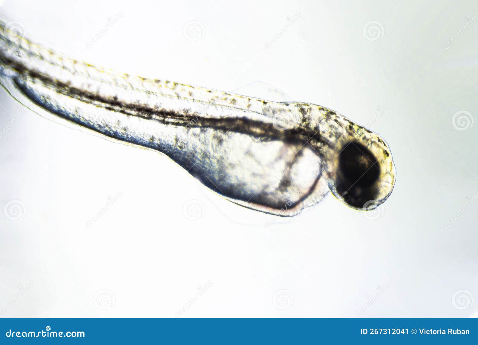 Newly Hatched Freshwater Fish Stock Image - Image of fishing, white ...