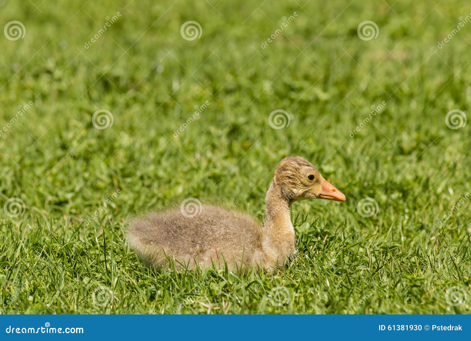 Newly hatched gosling stock photo. Image of space, animal - 61381930