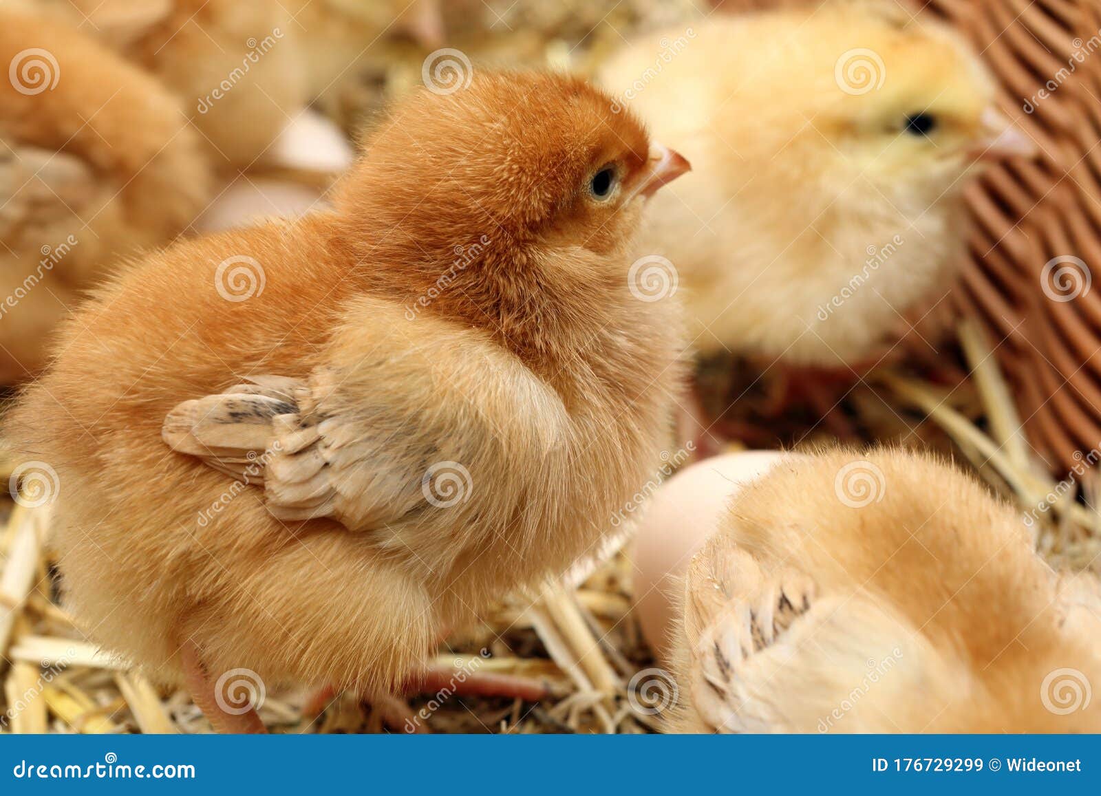 Newly Hatched Little Chicks on a Chicken Farm Stock Image - Image of ...