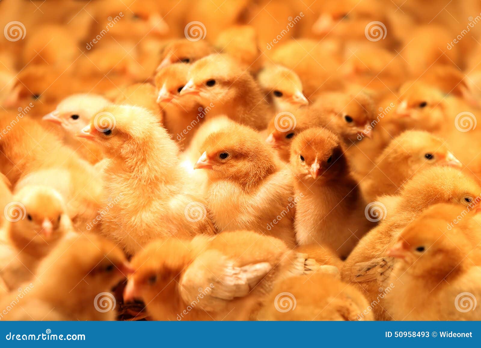 Newly Hatched Little Chicks On A Chicken Farm Stock Image - Image of ...