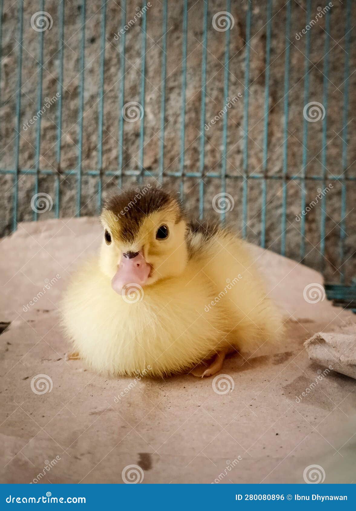 The Newly Hatched Little Duck is Sitting Quietly in the Cage Stock ...