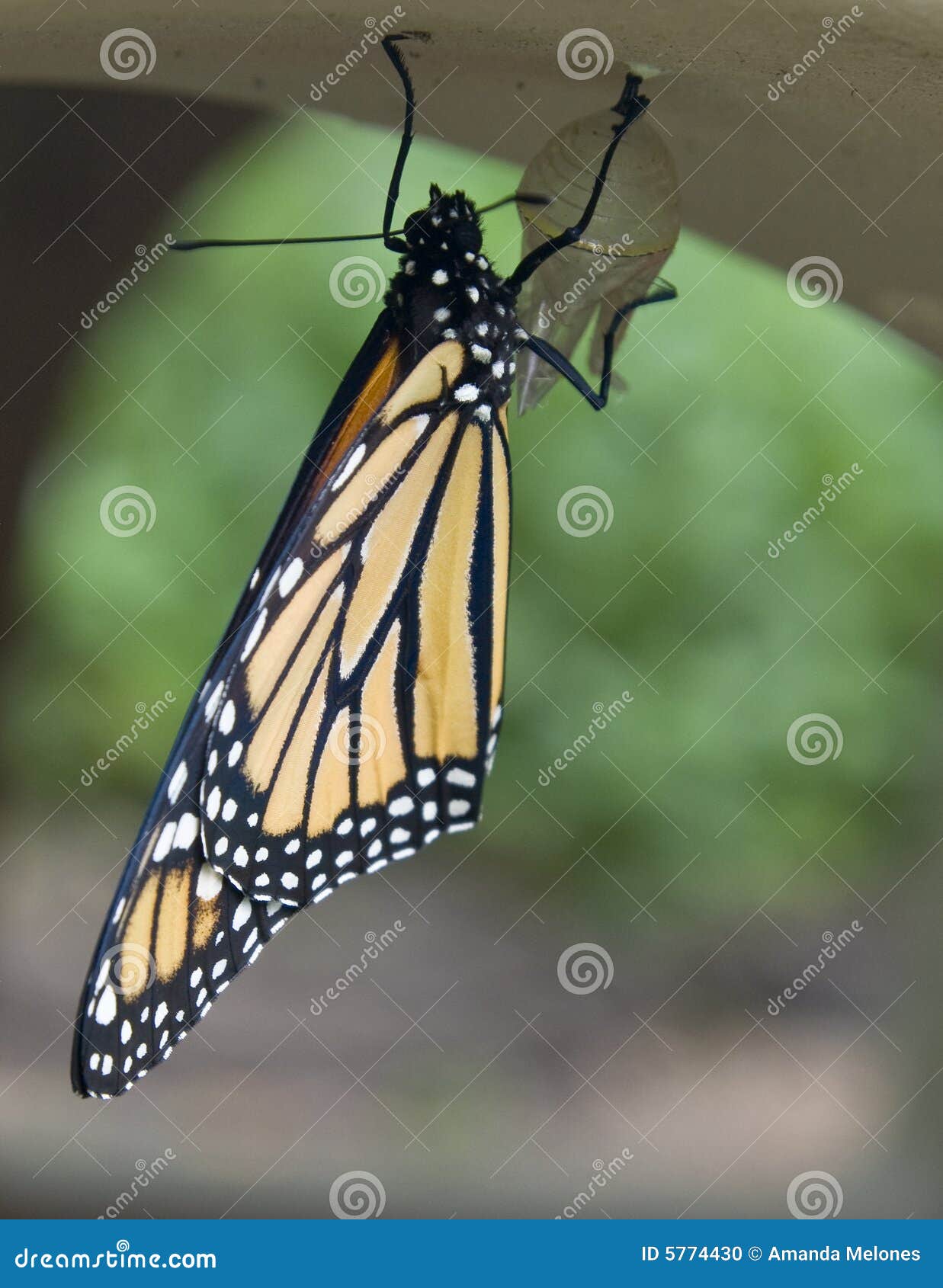 A newly hatched monarch stock photo. Image of cocoon, animal - 5774430