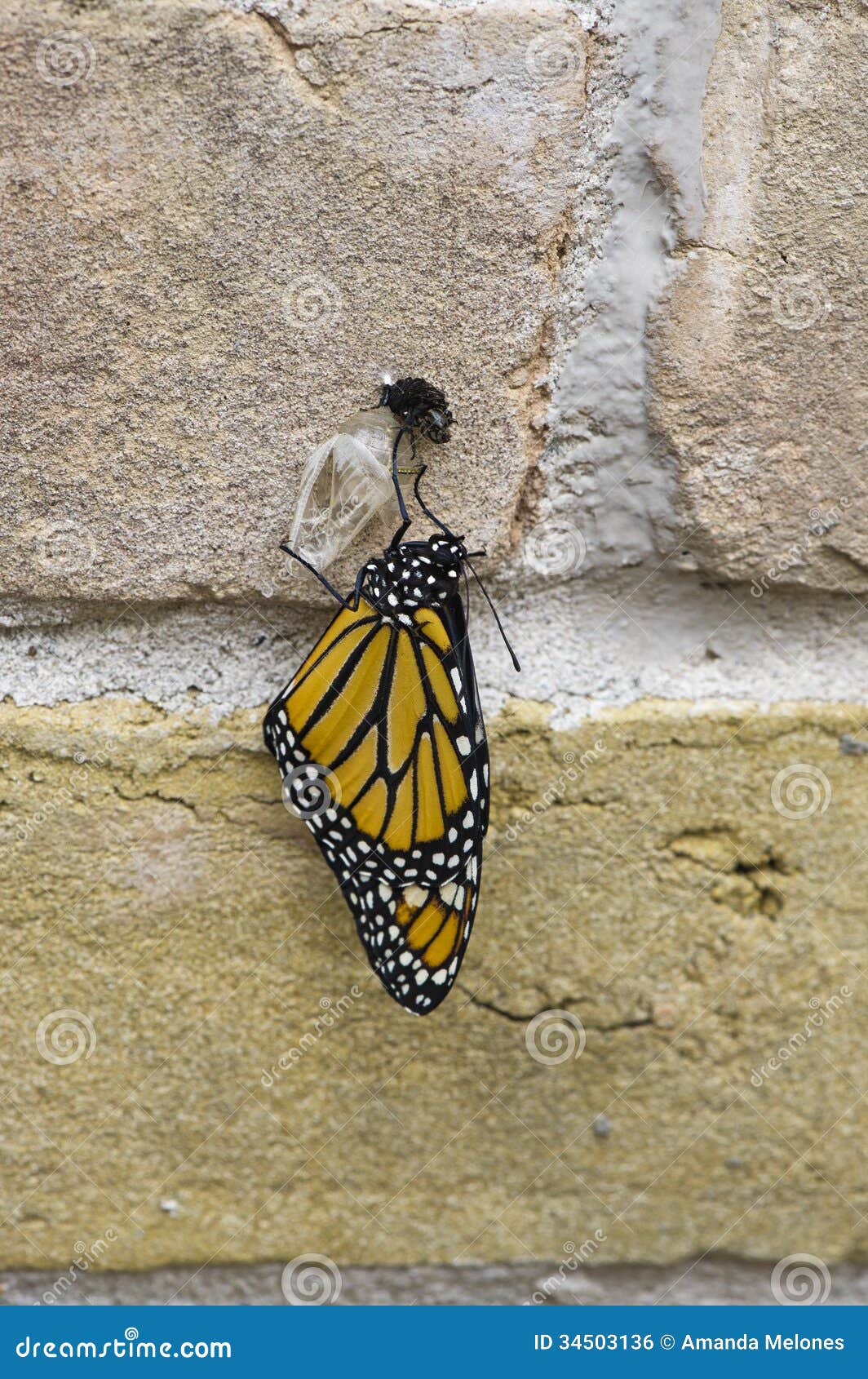 Newly hatched monarch stock photo. Image of fauna, entomological - 34503136