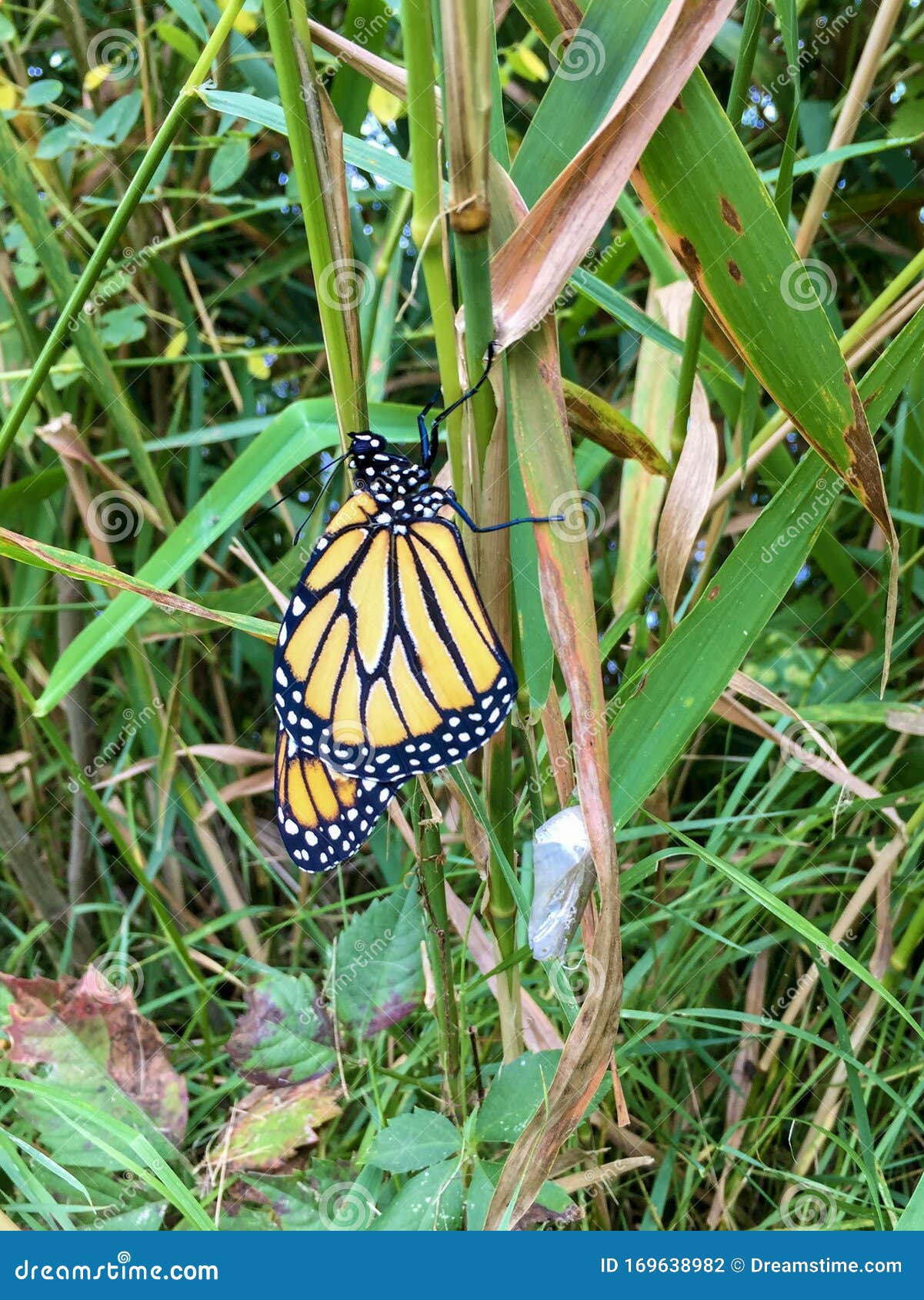 Monarch stock photo. Image of nature, chrysalis, hatch - 169638982