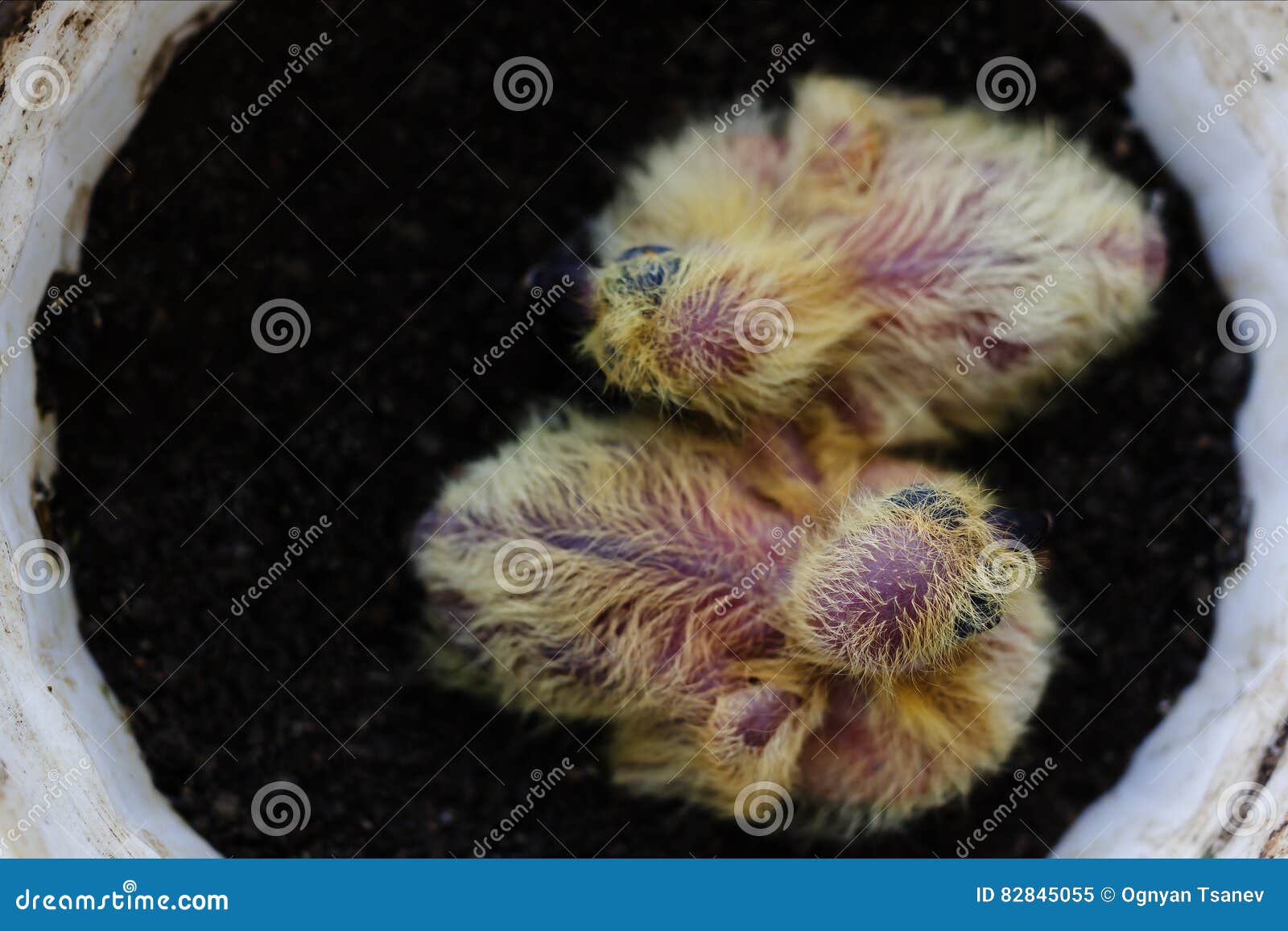 Newly hatched pigeons stock image. Image of newborn, hatched - 82845055