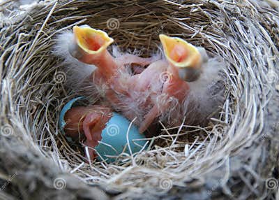 Newly hatched robin chicks stock photo. Image of nest - 9468642