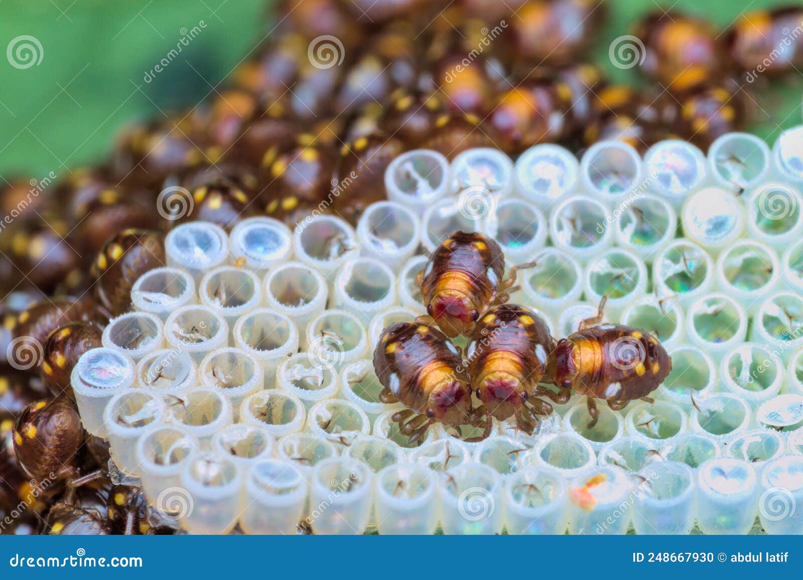 Newly Hatching of Stink Bug Larvae Stock Photo - Image of nature ...