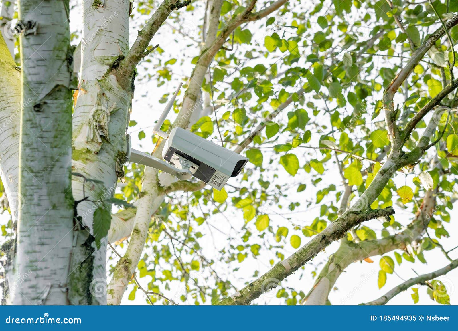 Newly Installed, 4K WiFi IP Security Camera Seen Up a Garden Tree ...