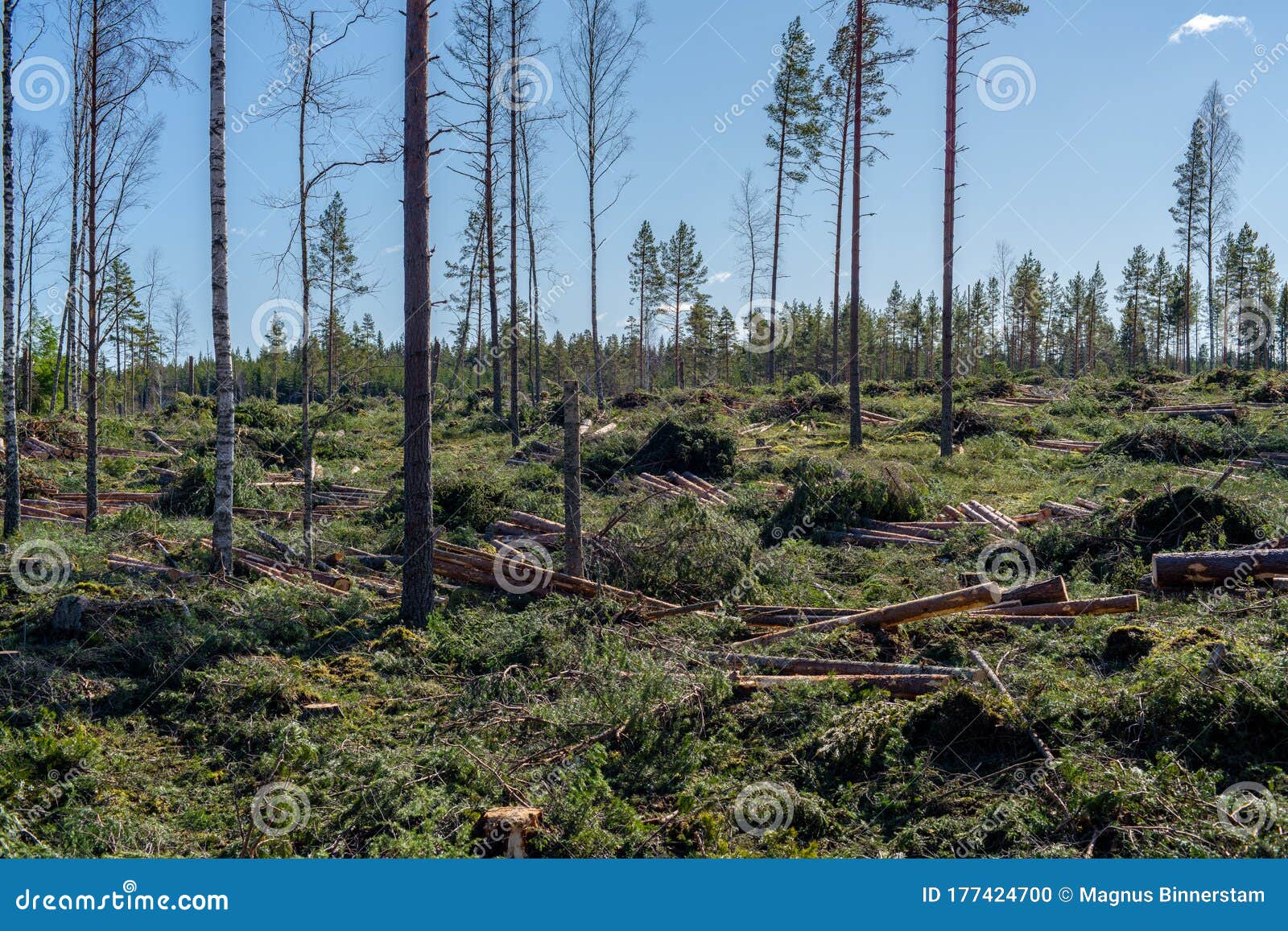 Newly Made Deforestation Area in Sweden Stock Photo - Image of ...
