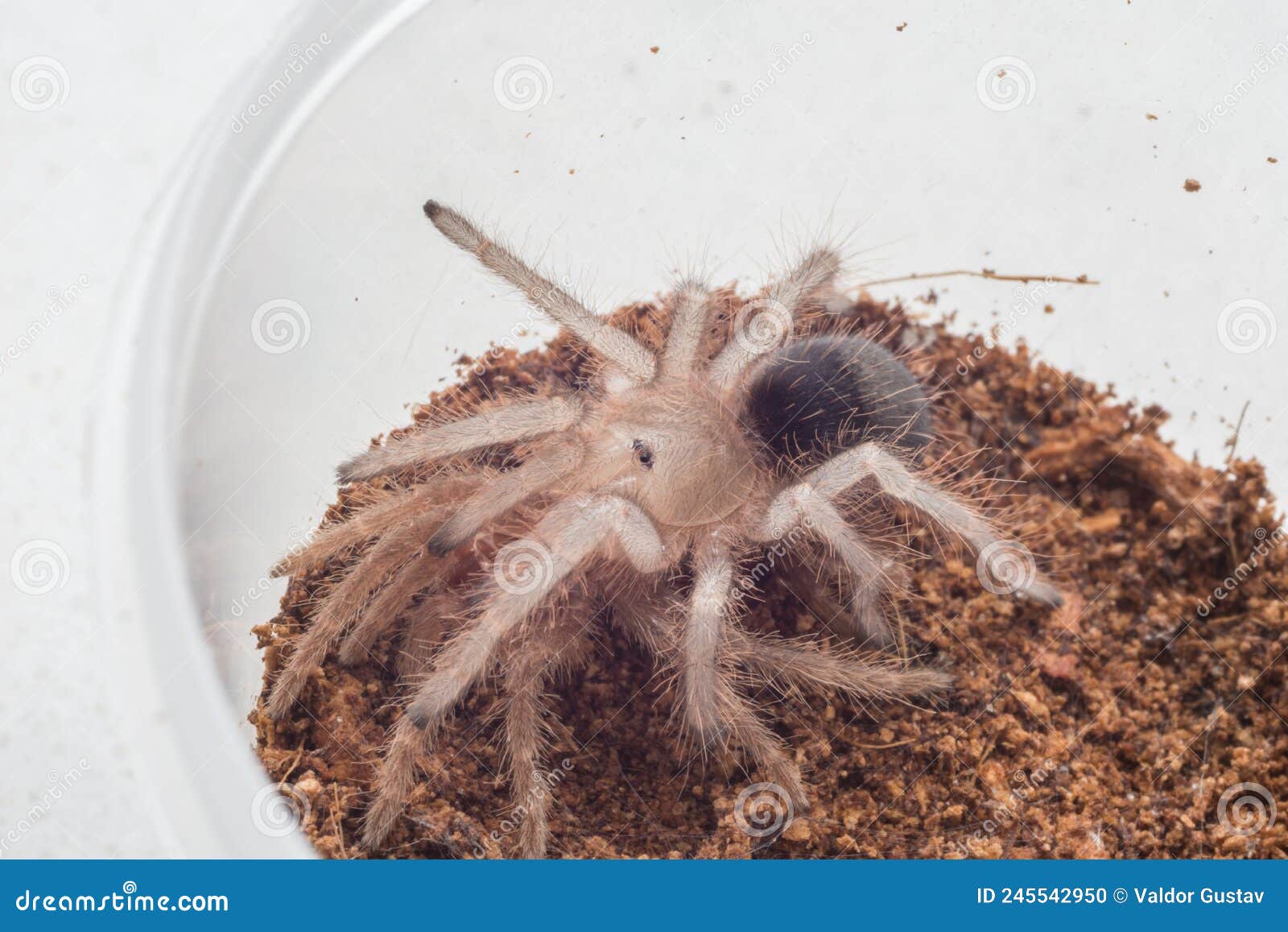 A Newly Molted Tarantula Larva Stock Photo - Image of invertebrate ...