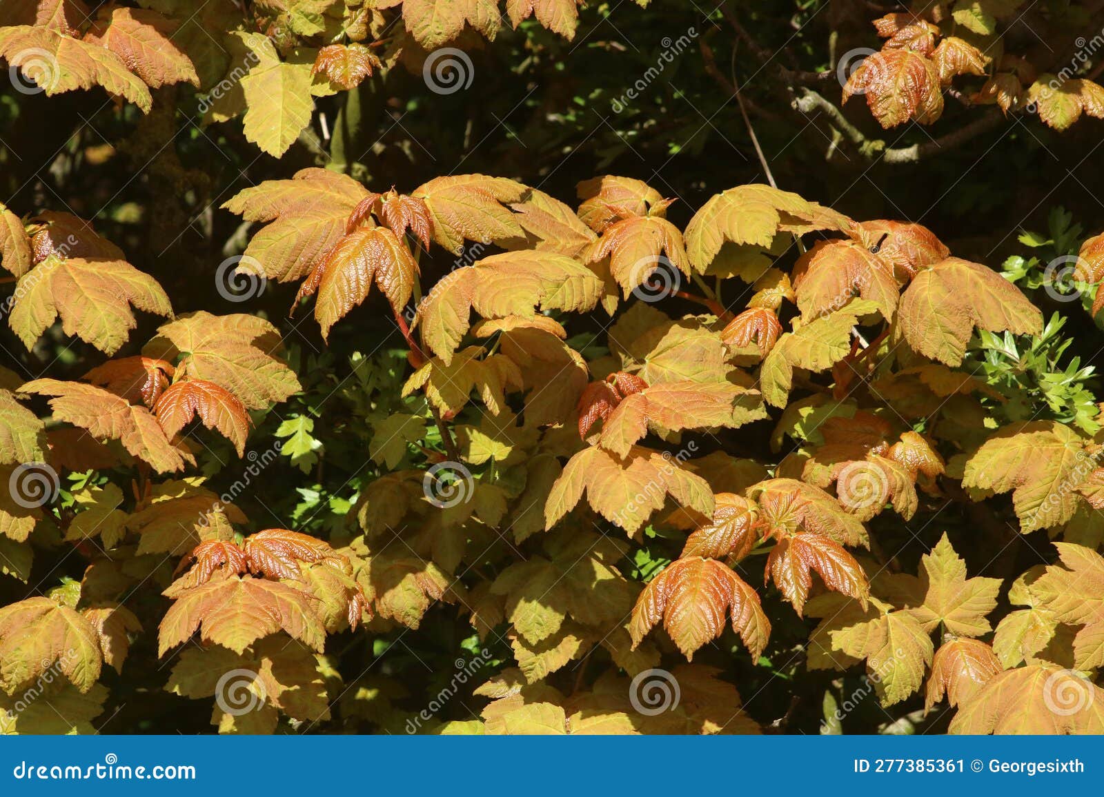 Newly Opened Leaves on Sycamore in Hedgerow Stock Image - Image of ...