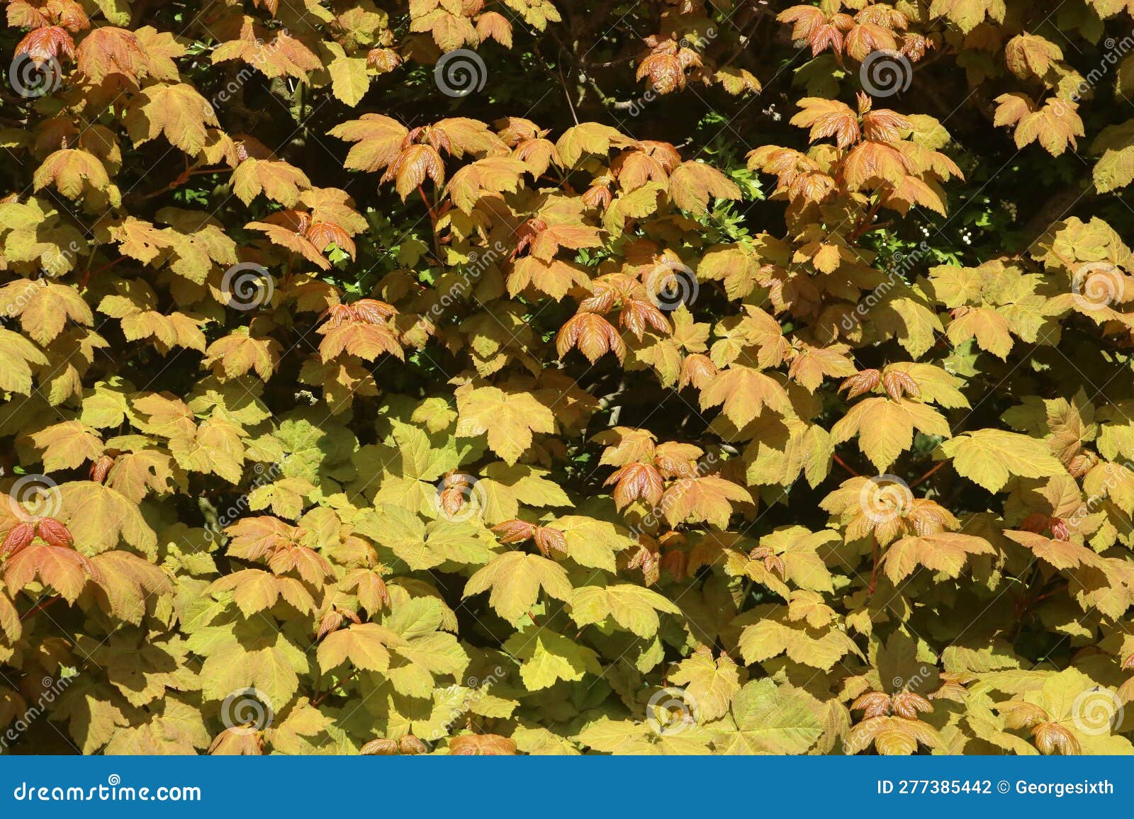 Newly Opened Leaves on Sycamore in Hedgerow Stock Photo - Image of ...
