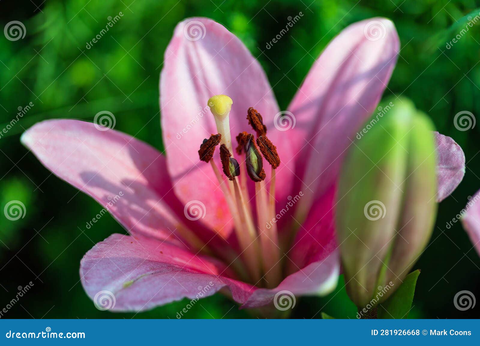 Newly Opened Pink Lily at Dawn in the Side Garden Stock Photo - Image ...