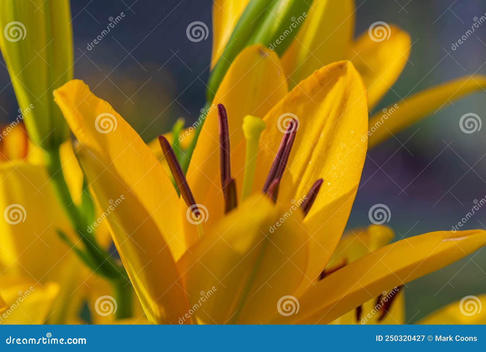 A Newly Opened Yellow Lily in the Morning Light Stock Image - Image of ...