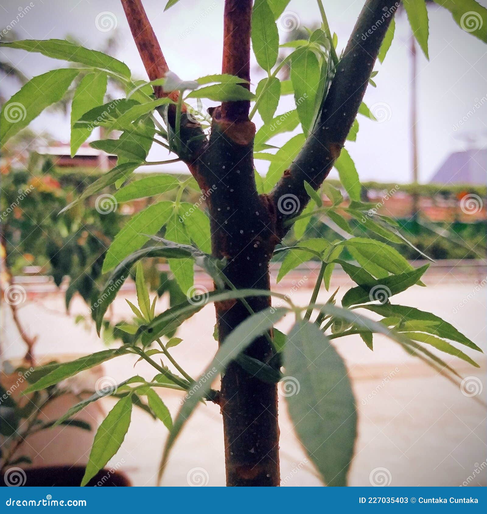 Ambarella fruit tree stock image. Image of produce, twig - 227035403