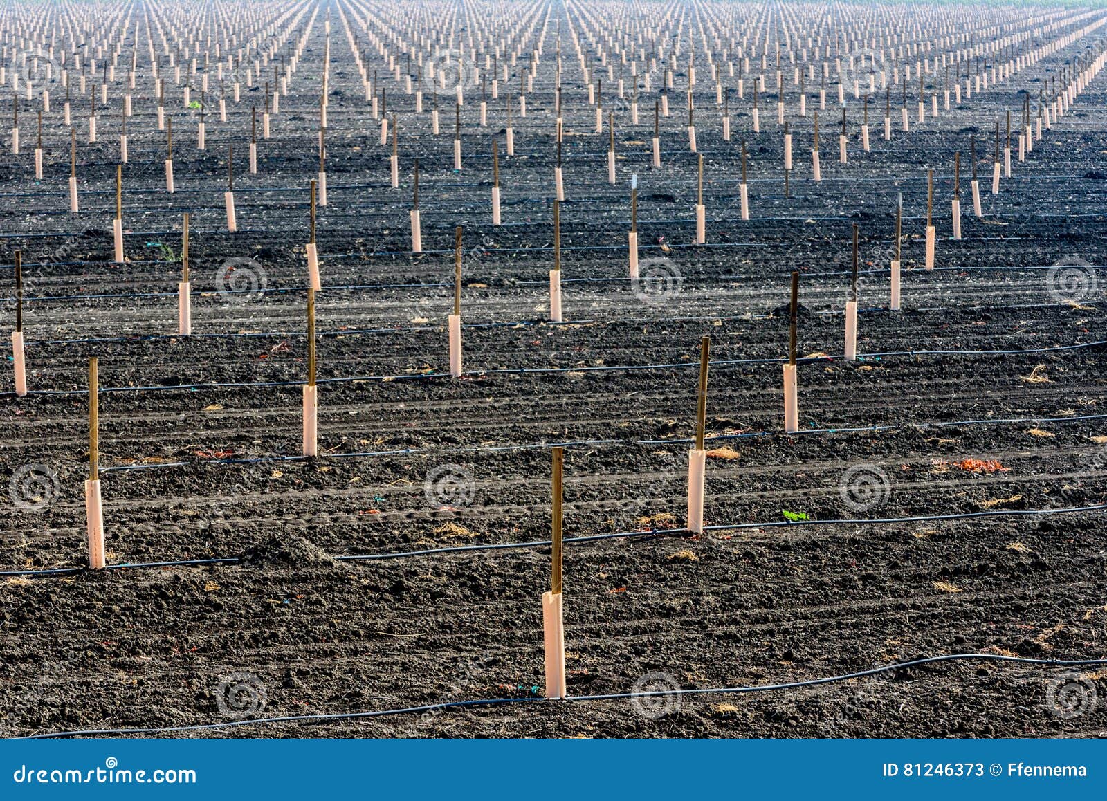Newly Planted Crop in Rows and Field Stock Image - Image of plant ...