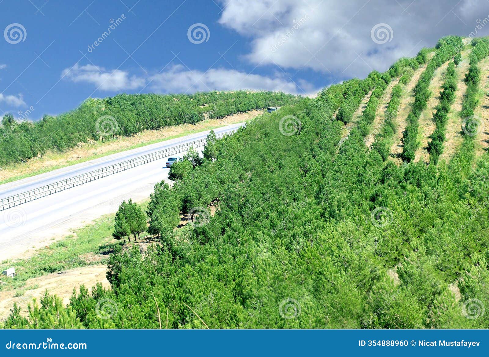 Newly Planted Forest Strip on the Side of the Road Stock Photo - Image ...