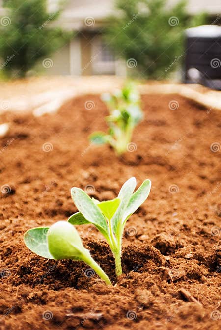 Newly planted garden stock photo. Image of diet, agricultural - 4748420