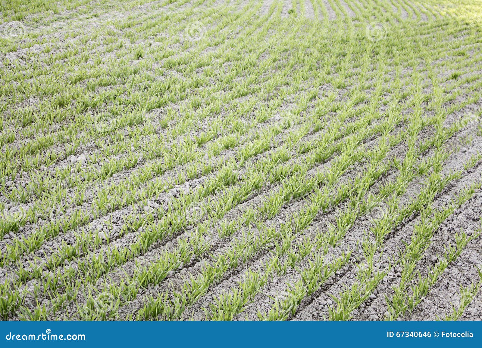 Newly planted grass stock photo. Image of close, outdoor - 67340646