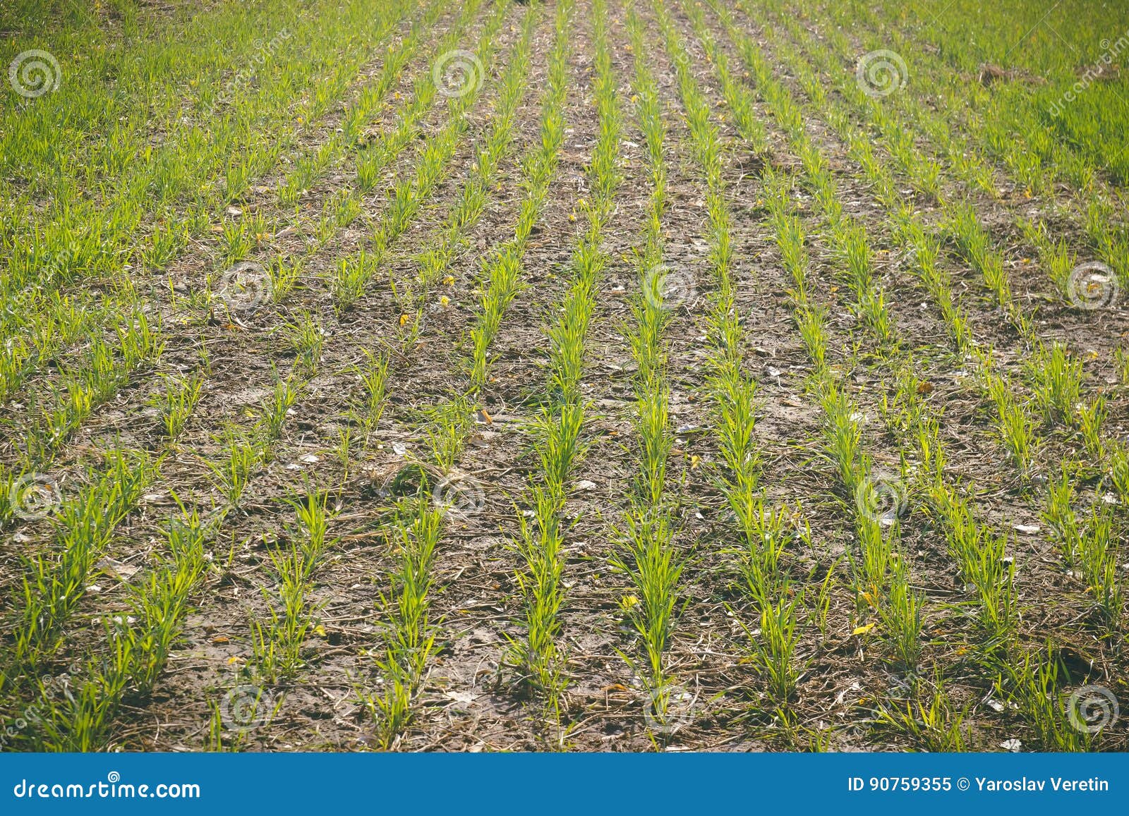 Newly Planted Grass in Rural Field Stock Image - Image of acre, land ...