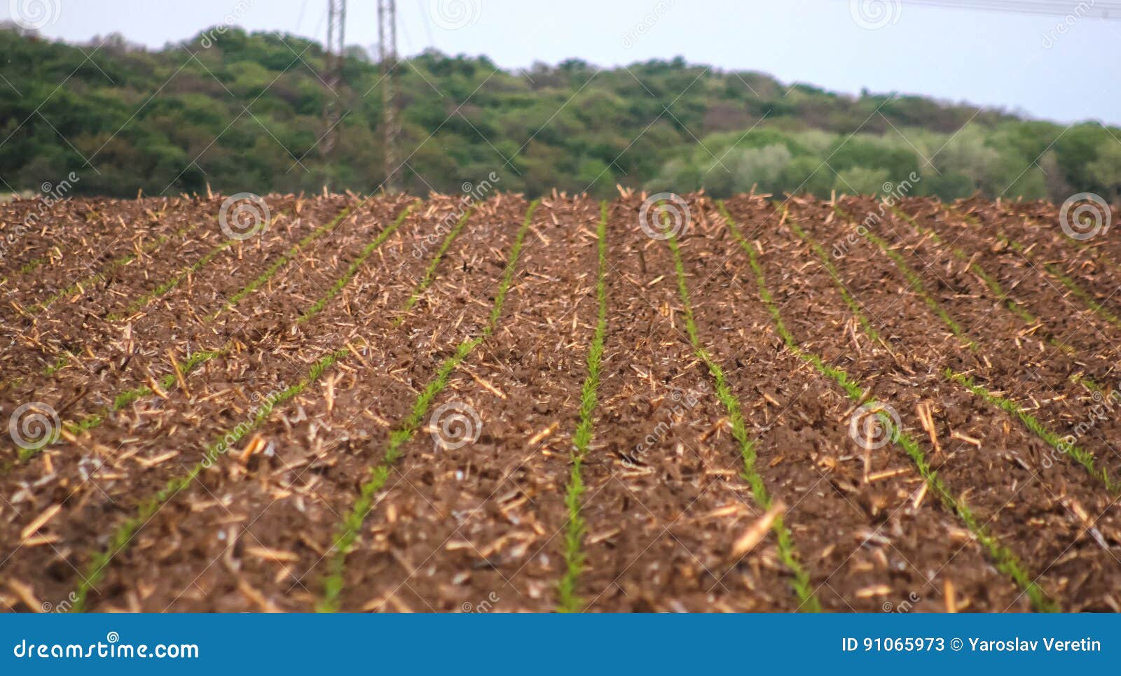 Newly Planted Grass in Rural Field Stock Image - Image of color ...