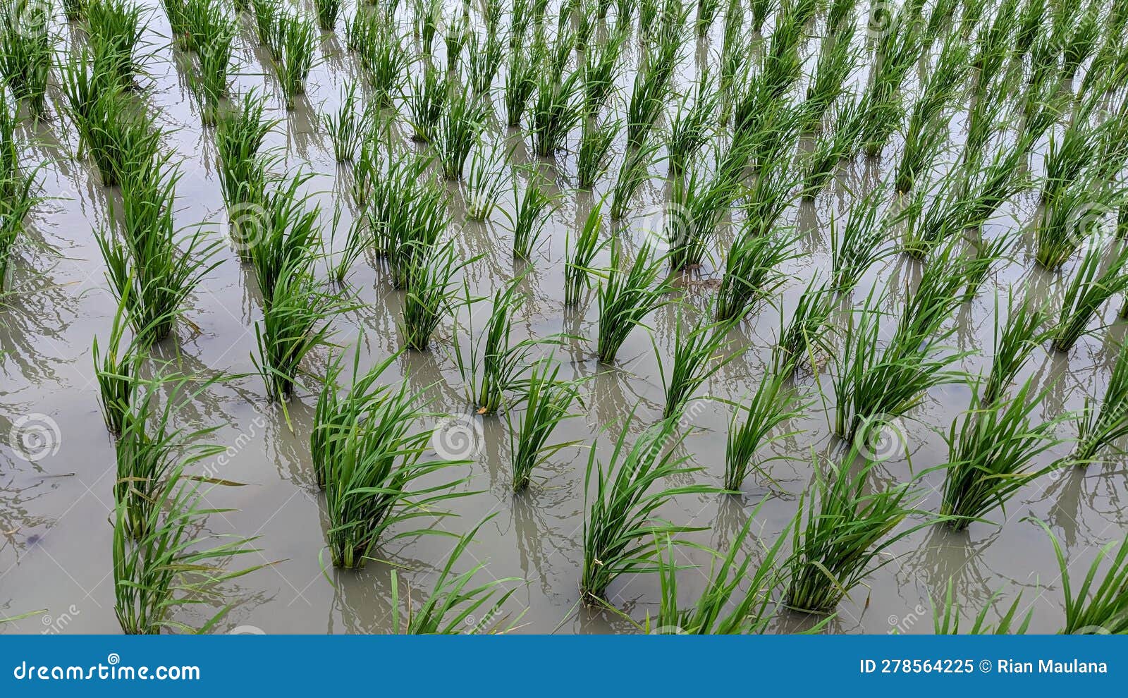Newly Planted Green Young Rice Plants. High Angle Stock Image - Image ...
