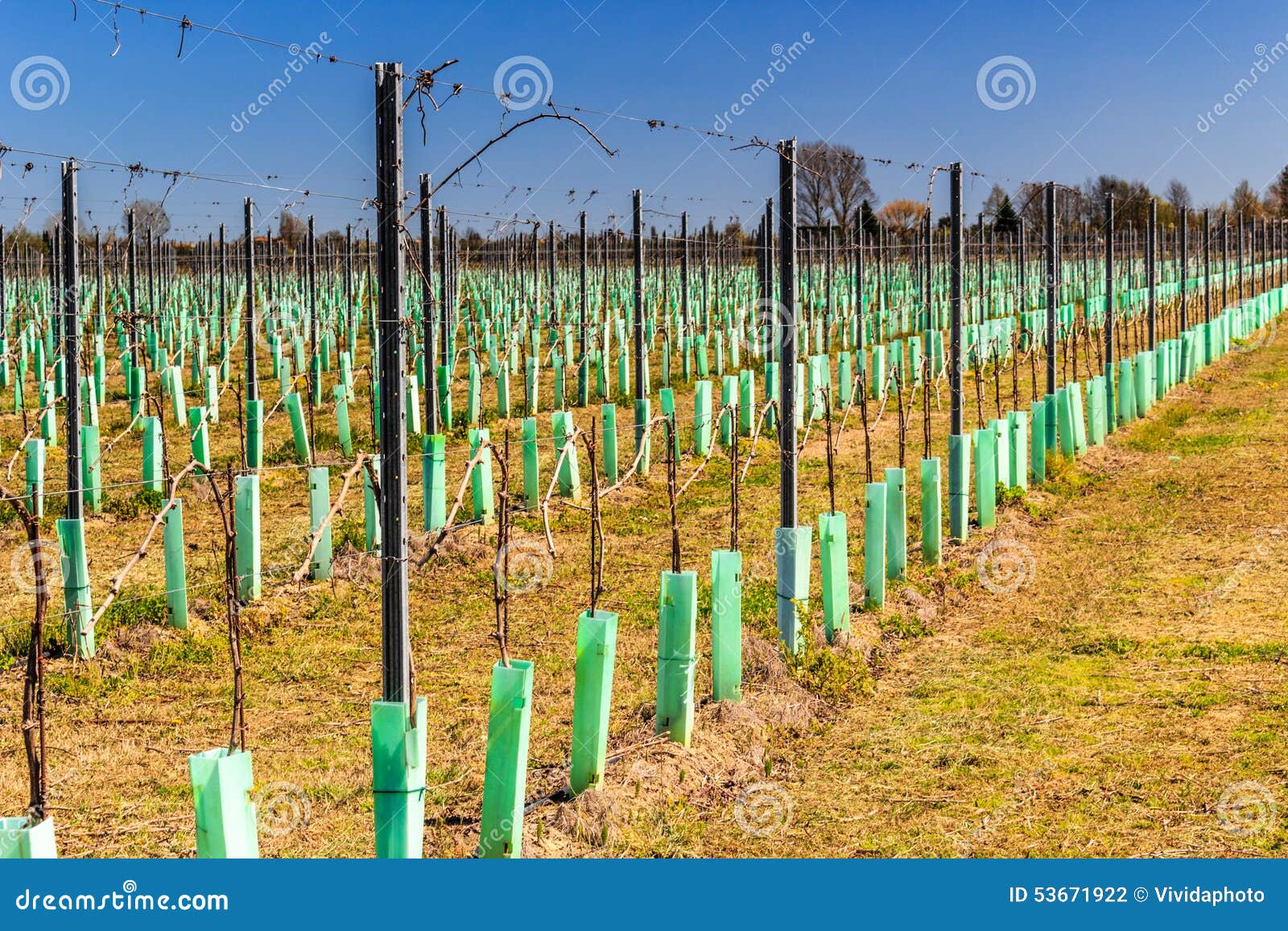 Newly Planted Orchards Organized into Rows Stock Photo - Image of ...
