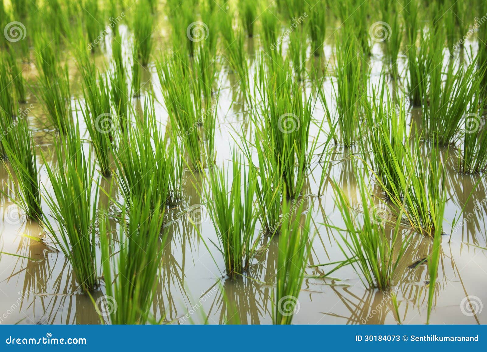 Paddy field stock image. Image of crop, farm, pasture - 30184073