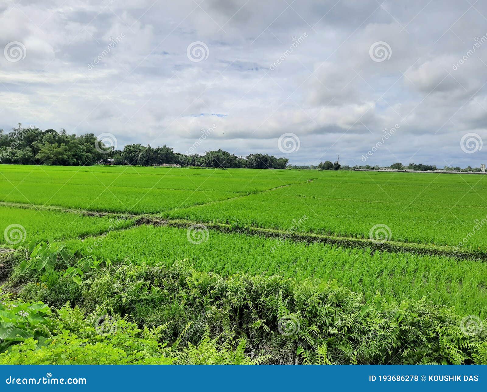 NEWLY PLANTED PADDY FIELDS UNDER OPEN CLOUDY SKY Stock Photo - Image of ...