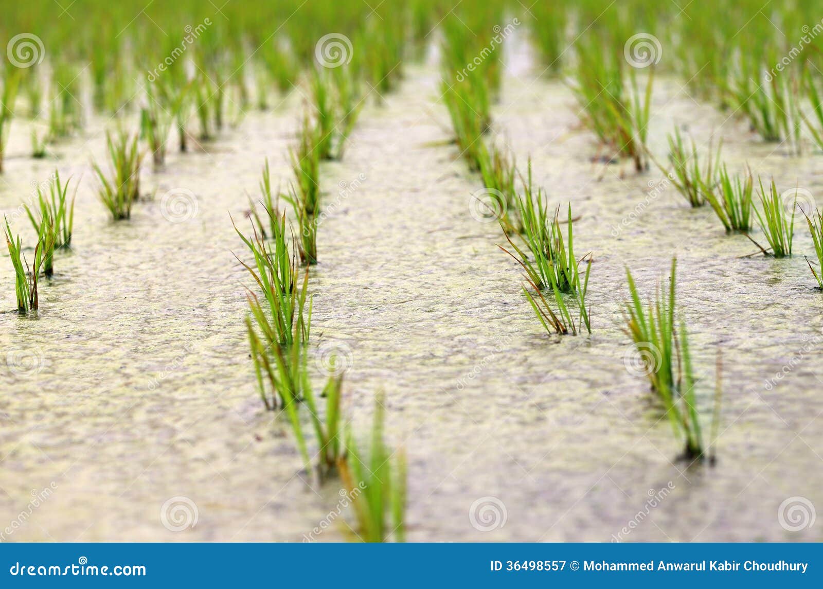 Newly Planted Paddy Seedling Stock Image - Image of landscape, farmland ...