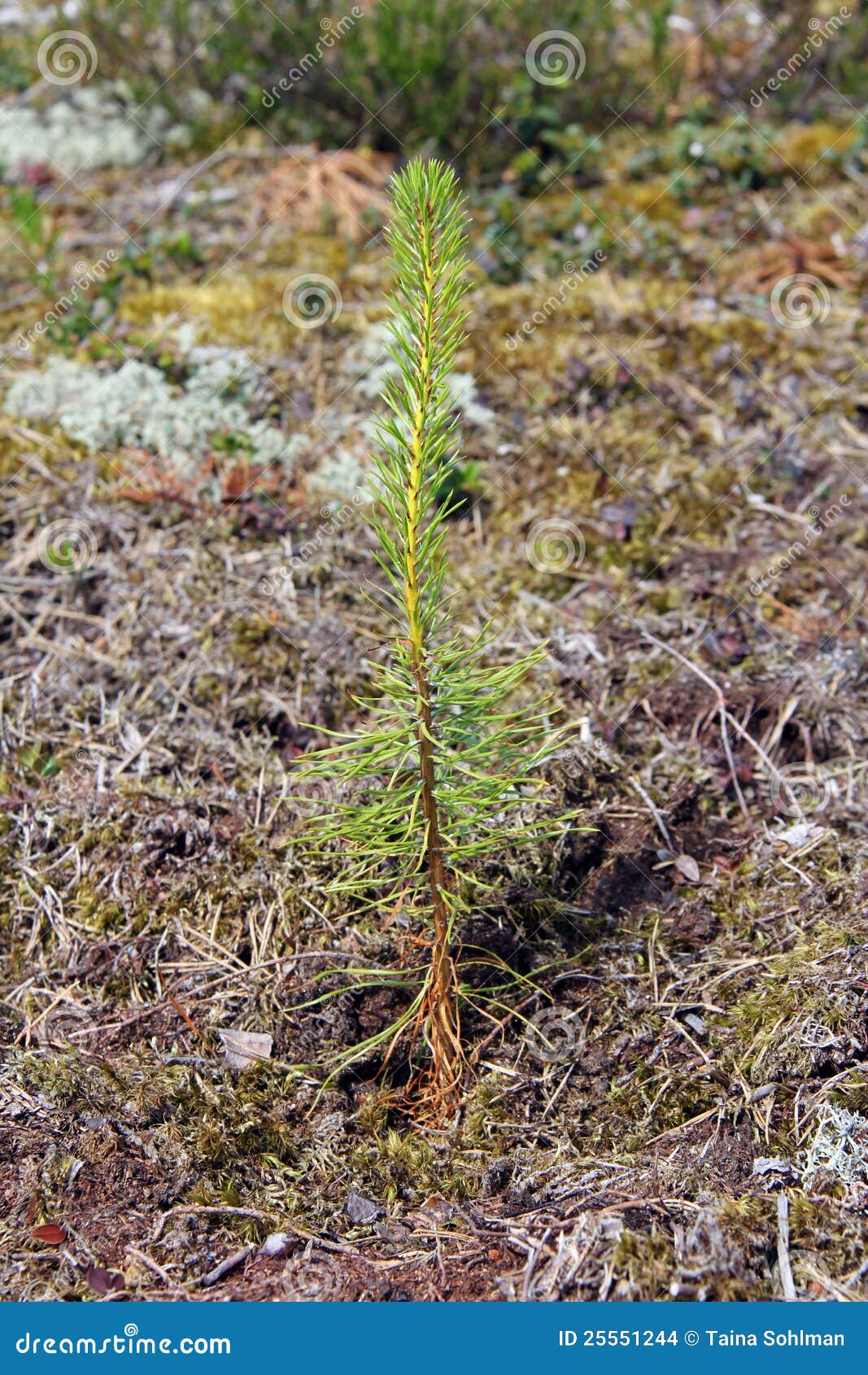 Newly Planted Pine Tree Seedling Stock Photo - Image of pine, managed ...