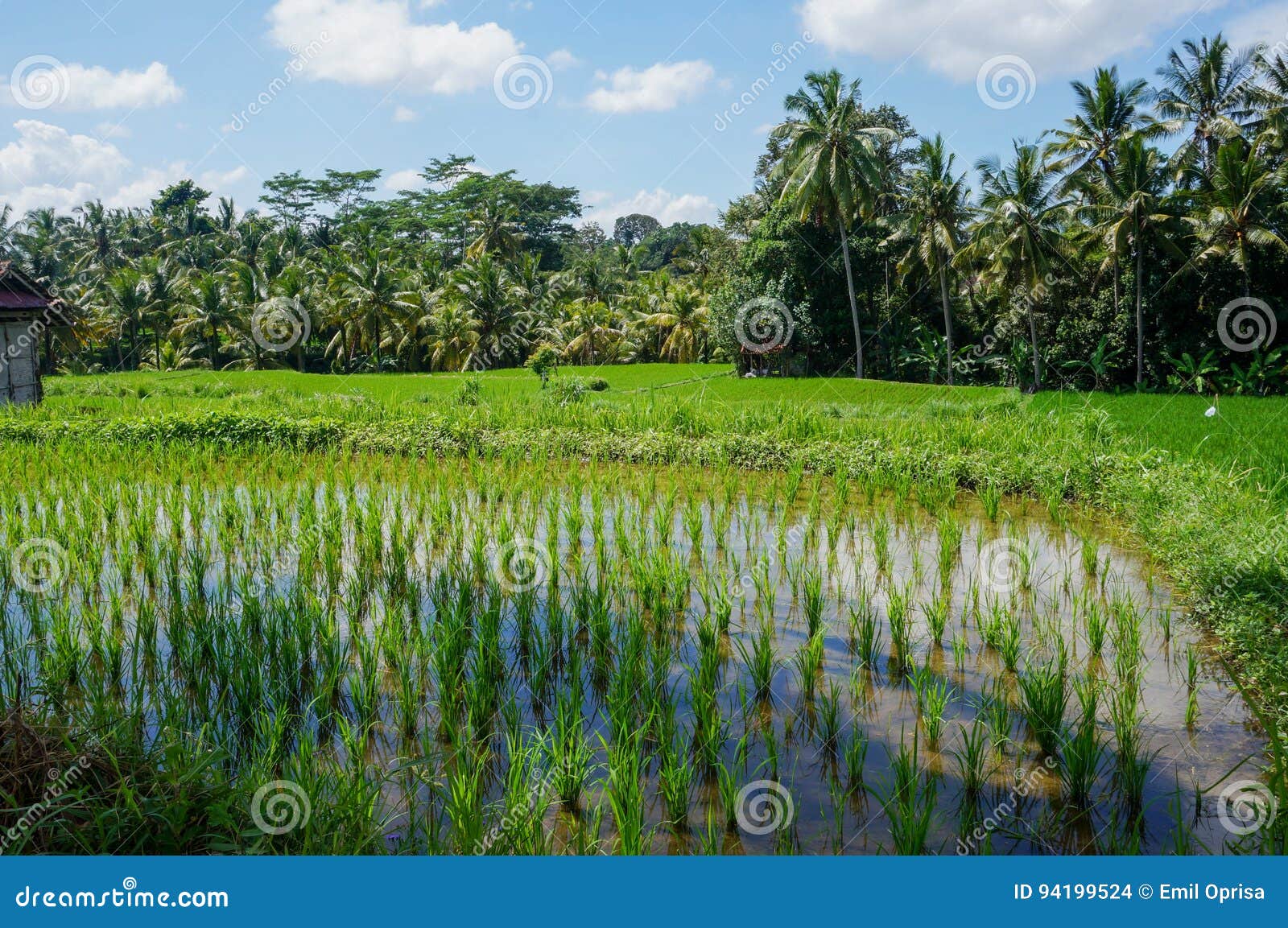 Newly planted rice stock photo. Image of farmland, organic - 94199524